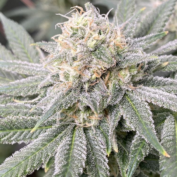 Runtz Cannabis Seeds By Dr Ray Seeds