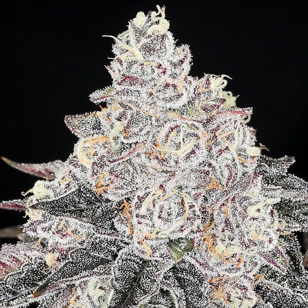 Frozen Black Cherry Cannabis Seeds By Anesia Seeds