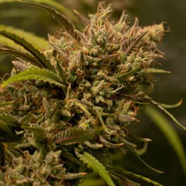 Auto Critical Orange Punch Cannabis Seeds By Dutch Passion