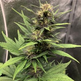 Blackberry Auto Cannabis Seeds By Fast Buds