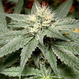 Bruce Banger Cannabis Seeds By Seedsman Seeds
