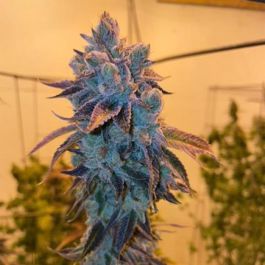 New Cannabis Seeds Strains by LSC