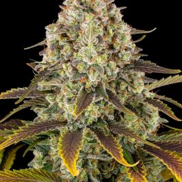 Ice Cream Cake Cannabis Seeds By Barneys Farm