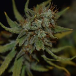 Panama Red Cannabis Seeds By Anesia Seeds