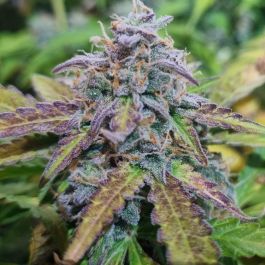 Purple Skunk Auto Cannabis Seeds By Sensi Seeds