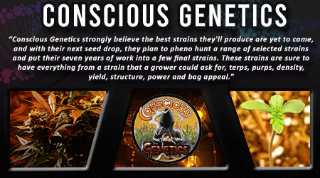 Conscious Genetics - Cannabis Breeders